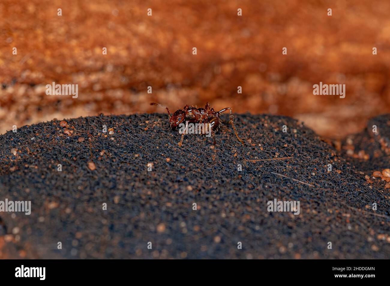 Adult Fire Ant of the Genus Solenopsis Stock Photo - Alamy