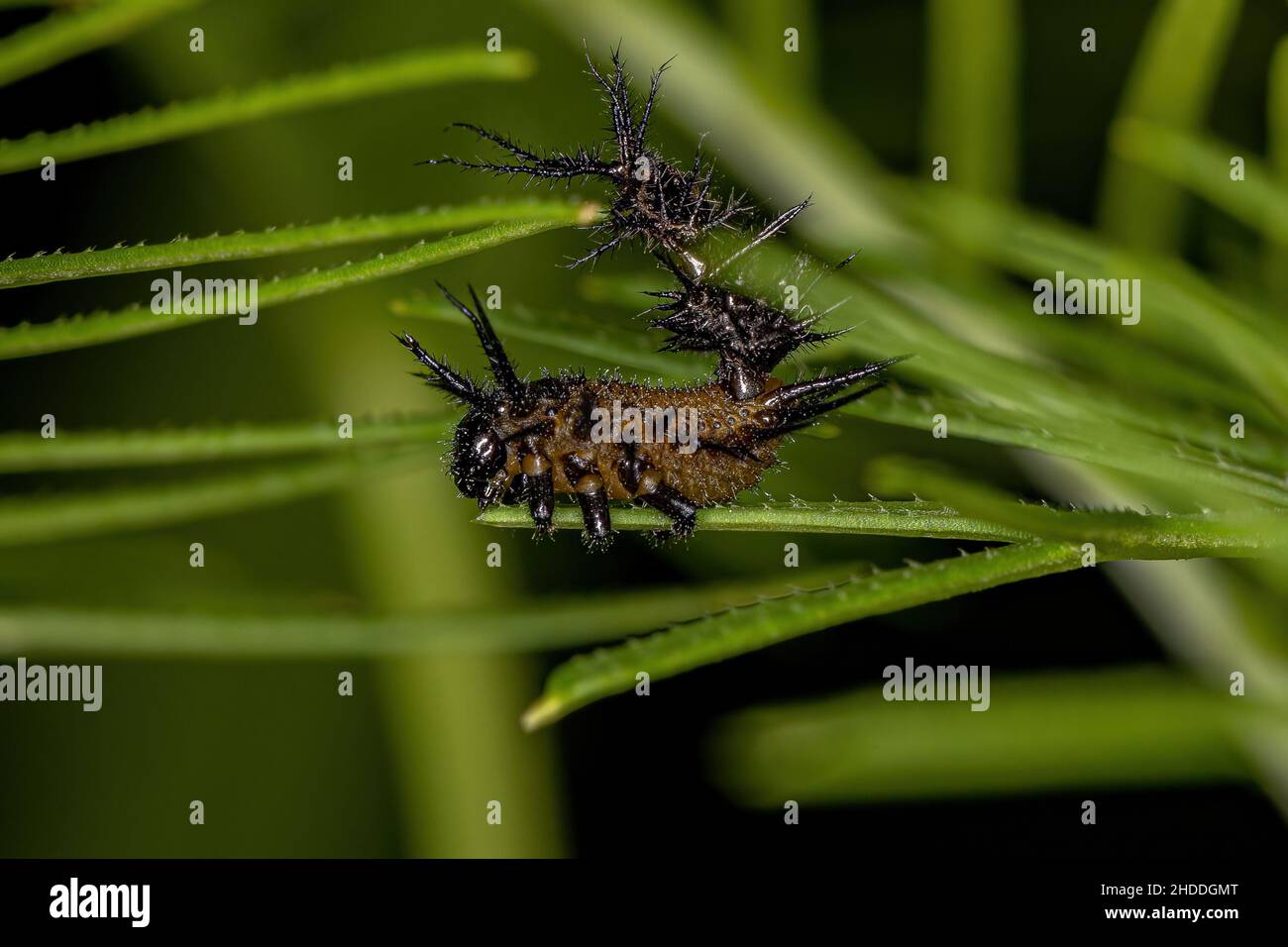 Tortoise Beetle Larva of the Tribe Cassidini Stock Photo - Alamy