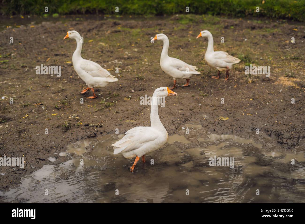 Geese walk through mud and semidark in the village Stock Photo - Alamy