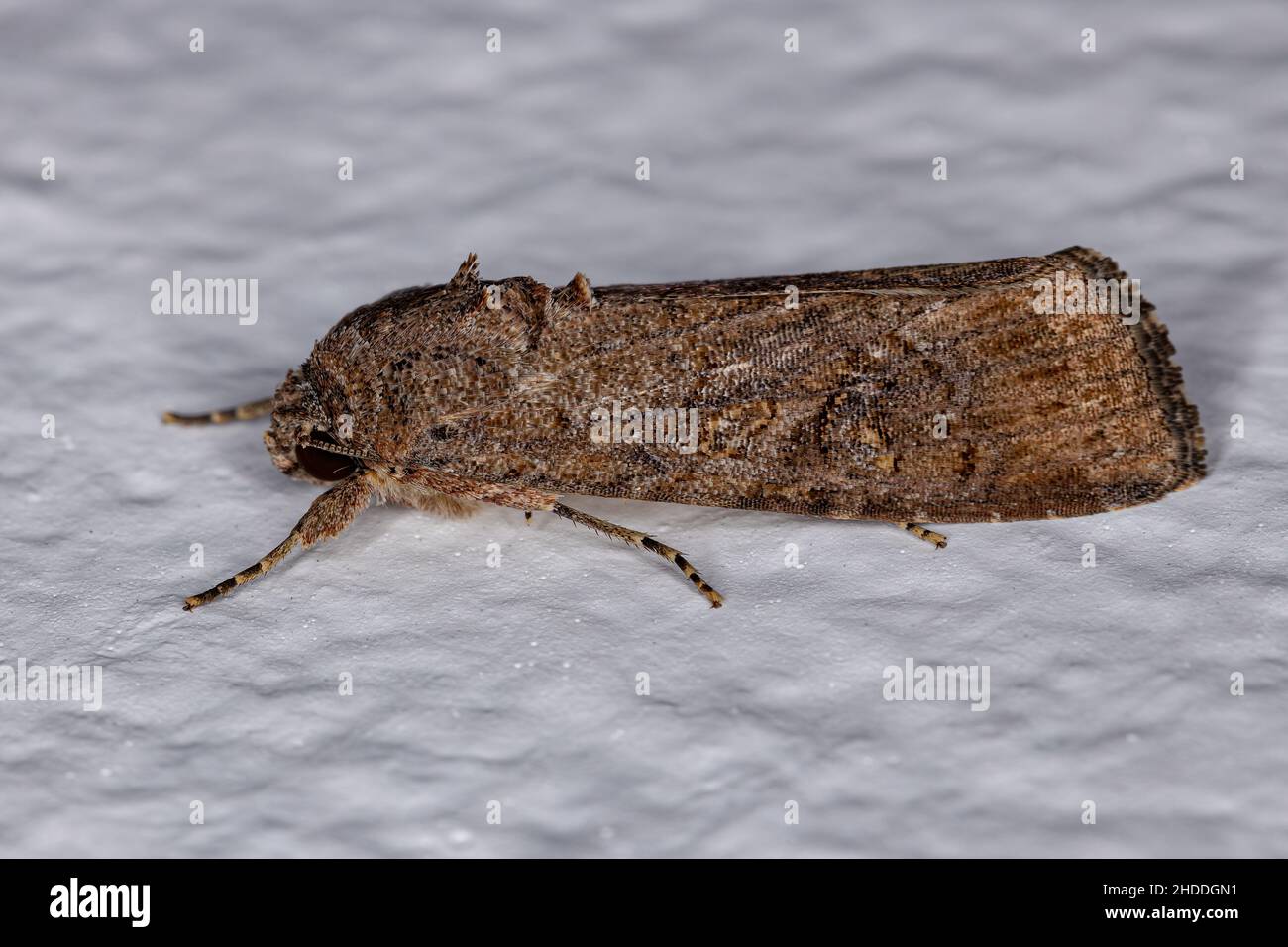 Adult Armyworm Moth of the genus Spodoptera Stock Photo - Alamy