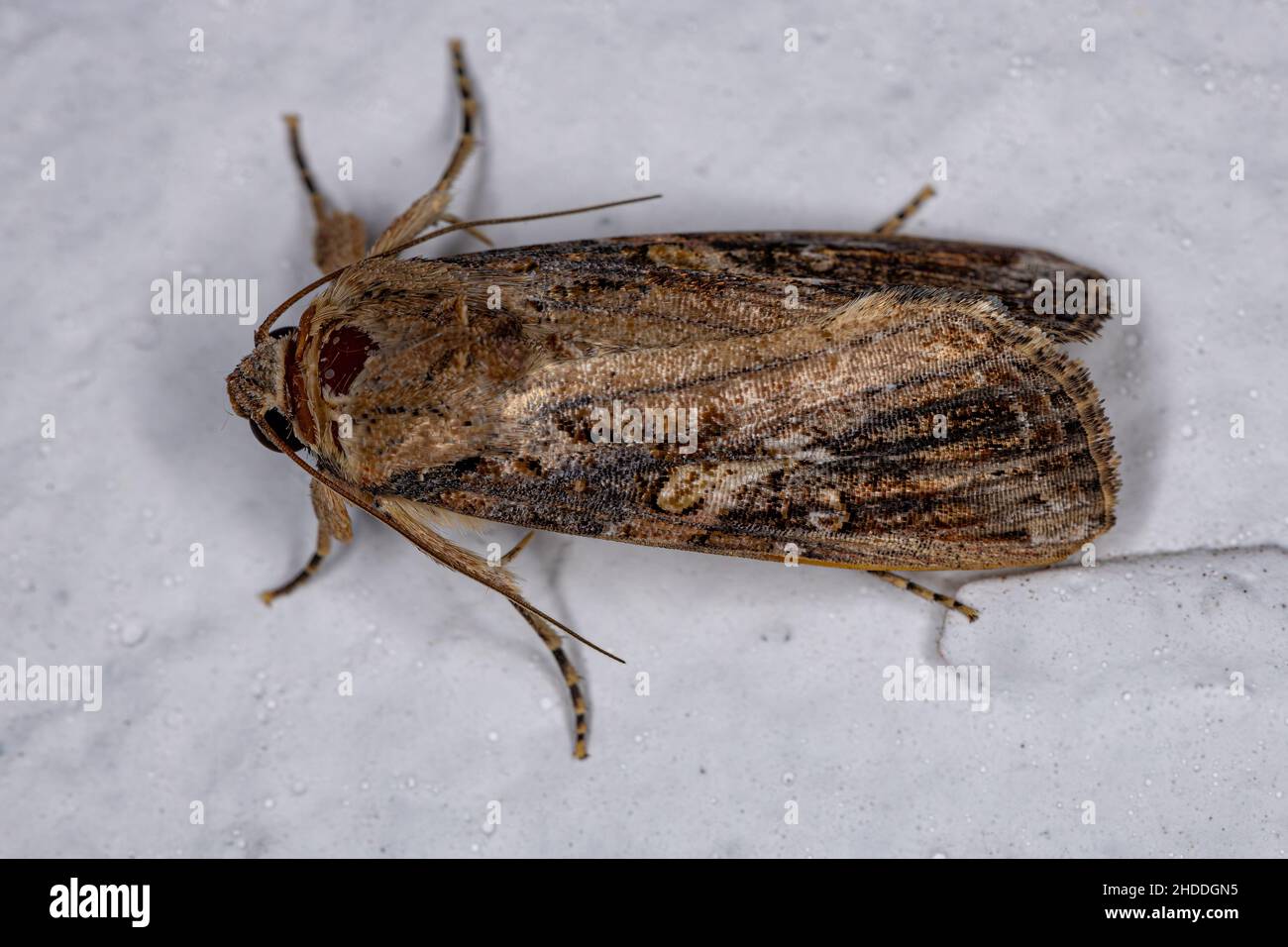 Adult Armyworm Moth of the genus Spodoptera Stock Photo - Alamy