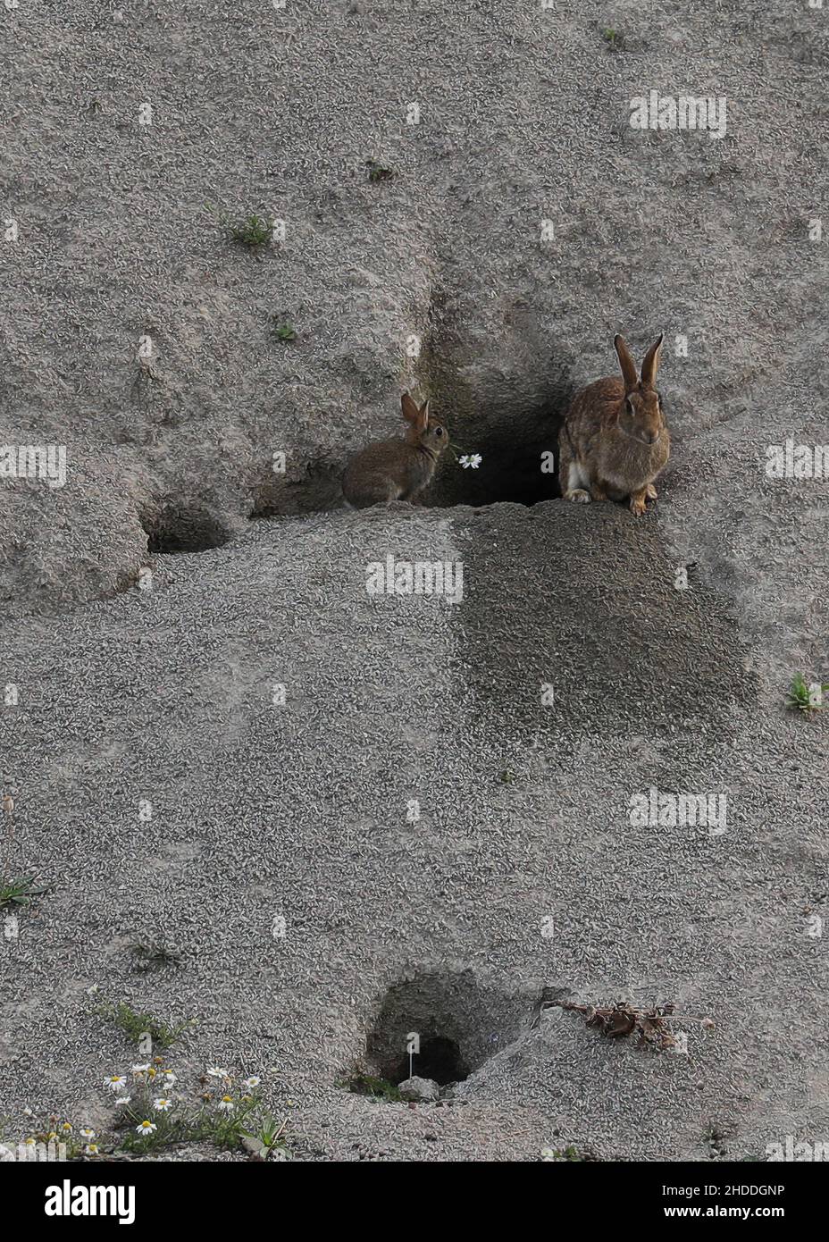 Rabbits at burrow with daisy in mouth Stock Photo - Alamy
