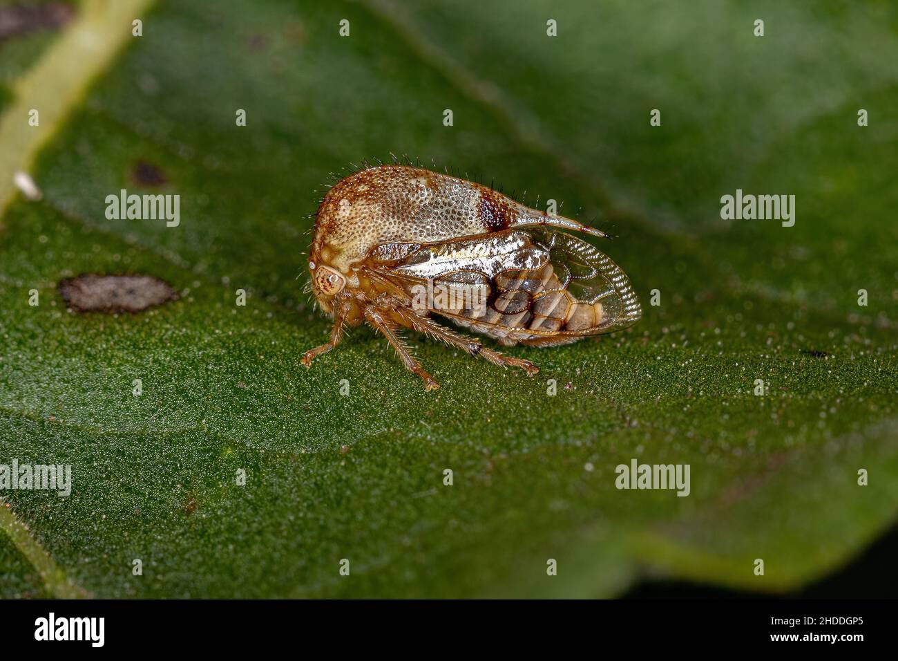 Adult Buffalo Treehopper of the Tribe Ceresini Stock Photo - Alamy
