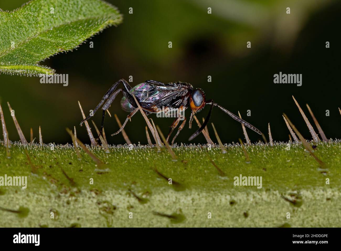 Adult Ensign Wasp of the Family Evaniidae Stock Photo - Alamy
