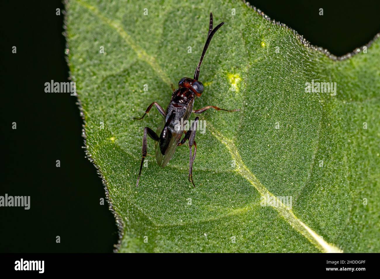 Adult Ensign Wasp of the Family Evaniidae Stock Photo - Alamy