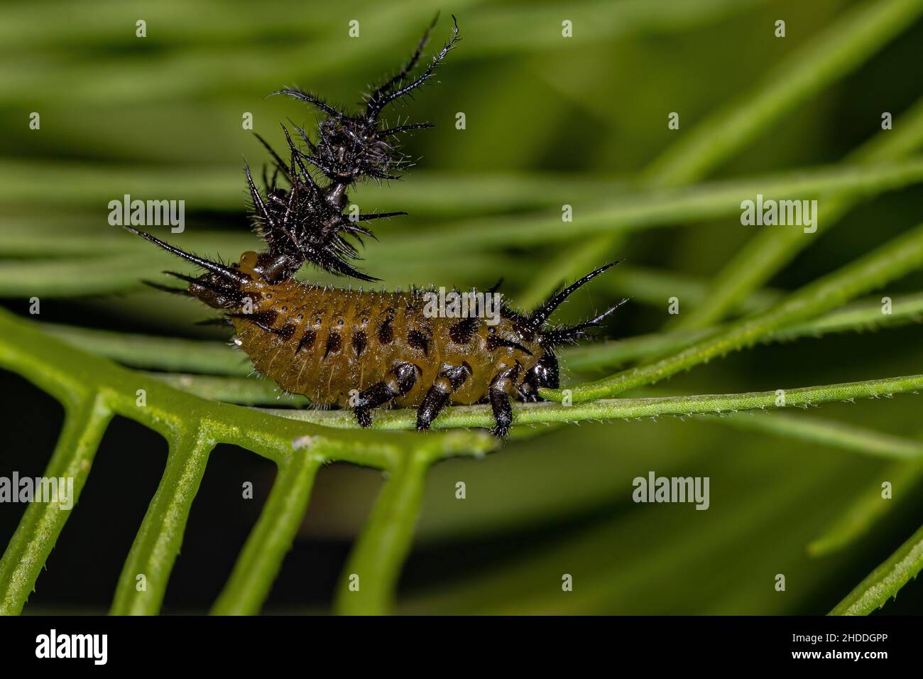 Tortoise Beetle Larva of the Tribe Cassidini Stock Photo - Alamy