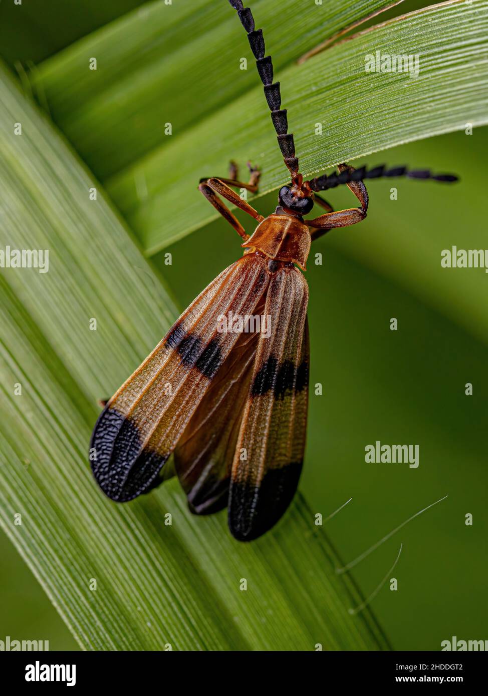 Adult Net-winged Beetle of the Family Lycidae Stock Photo - Alamy