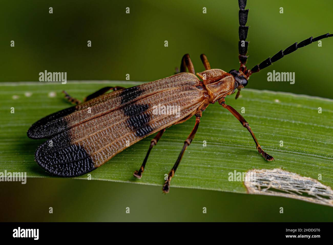 Adult Net-winged Beetle of the Family Lycidae Stock Photo - Alamy