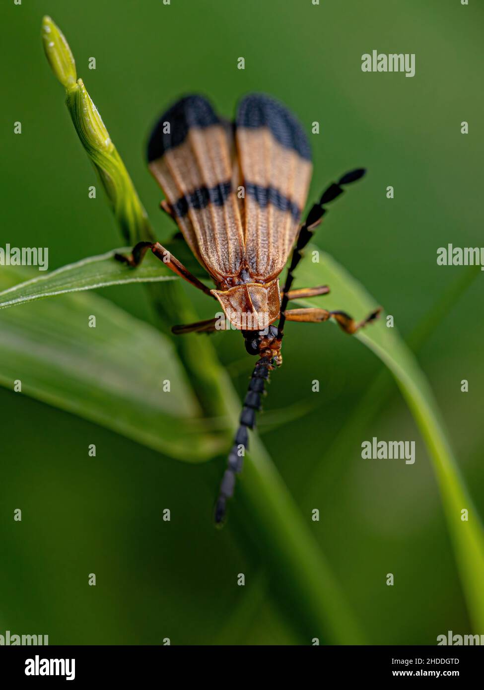 Adult Net-winged Beetle of the Family Lycidae Stock Photo - Alamy
