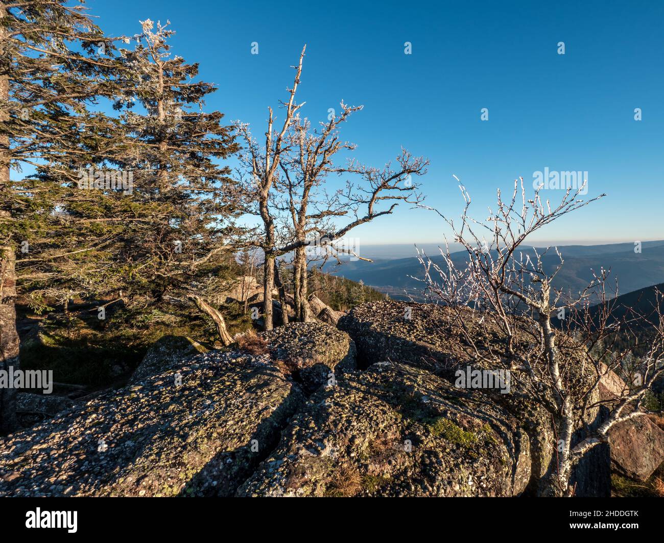 First winter cold. On the tops of the Vosges mountains, the trees are ...