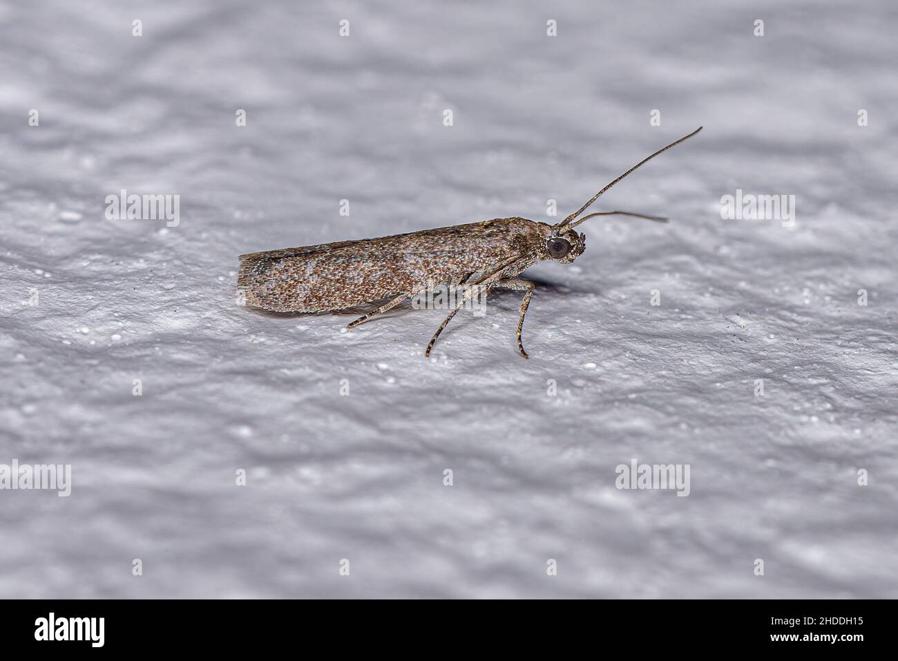 Adult Blastobasid Moth of the Family Blastobasidae Stock Photo - Alamy