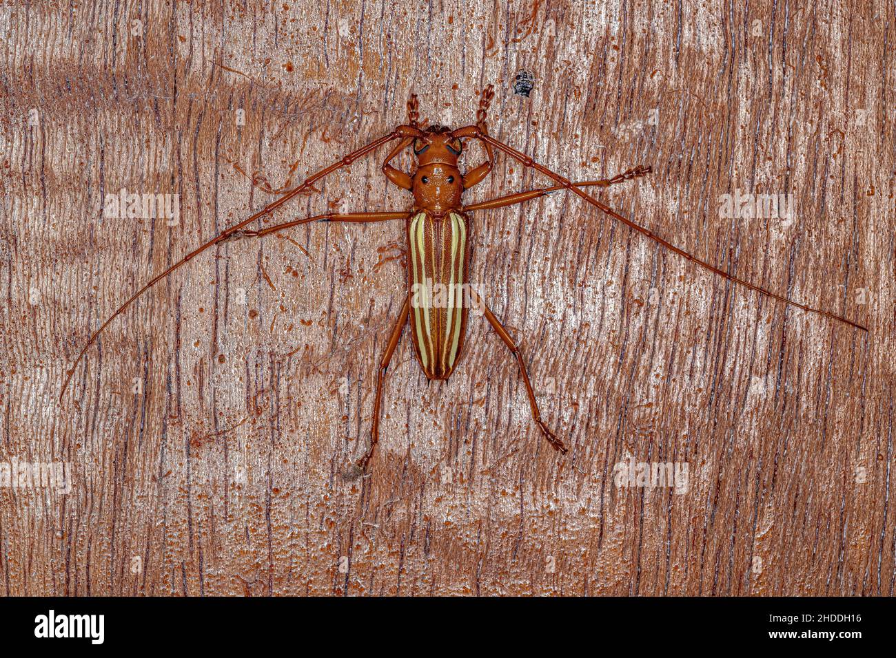 Cucujiform beetles hi-res stock photography and images - Alamy