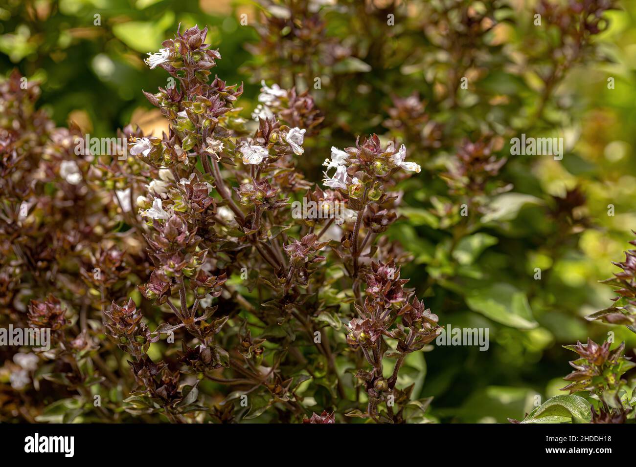 Sweet Basil Plant of the species Ocimum basilicum Stock Photo - Alamy