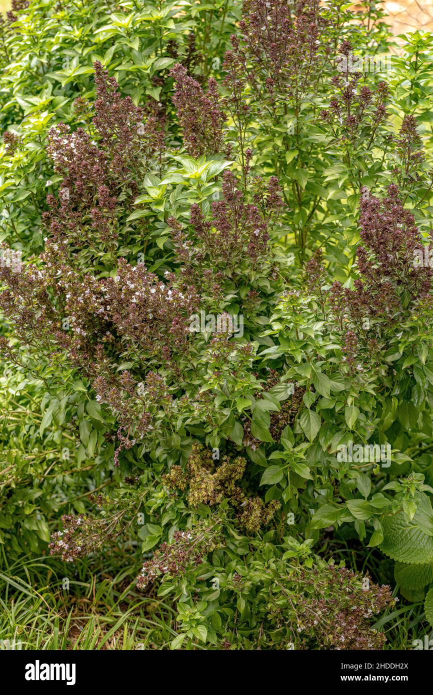 Sweet Basil Plant of the species Ocimum basilicum Stock Photo - Alamy