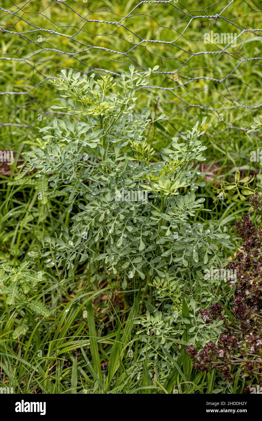 Small Rue Plant of the species Ruta graveolens Stock Photo - Alamy