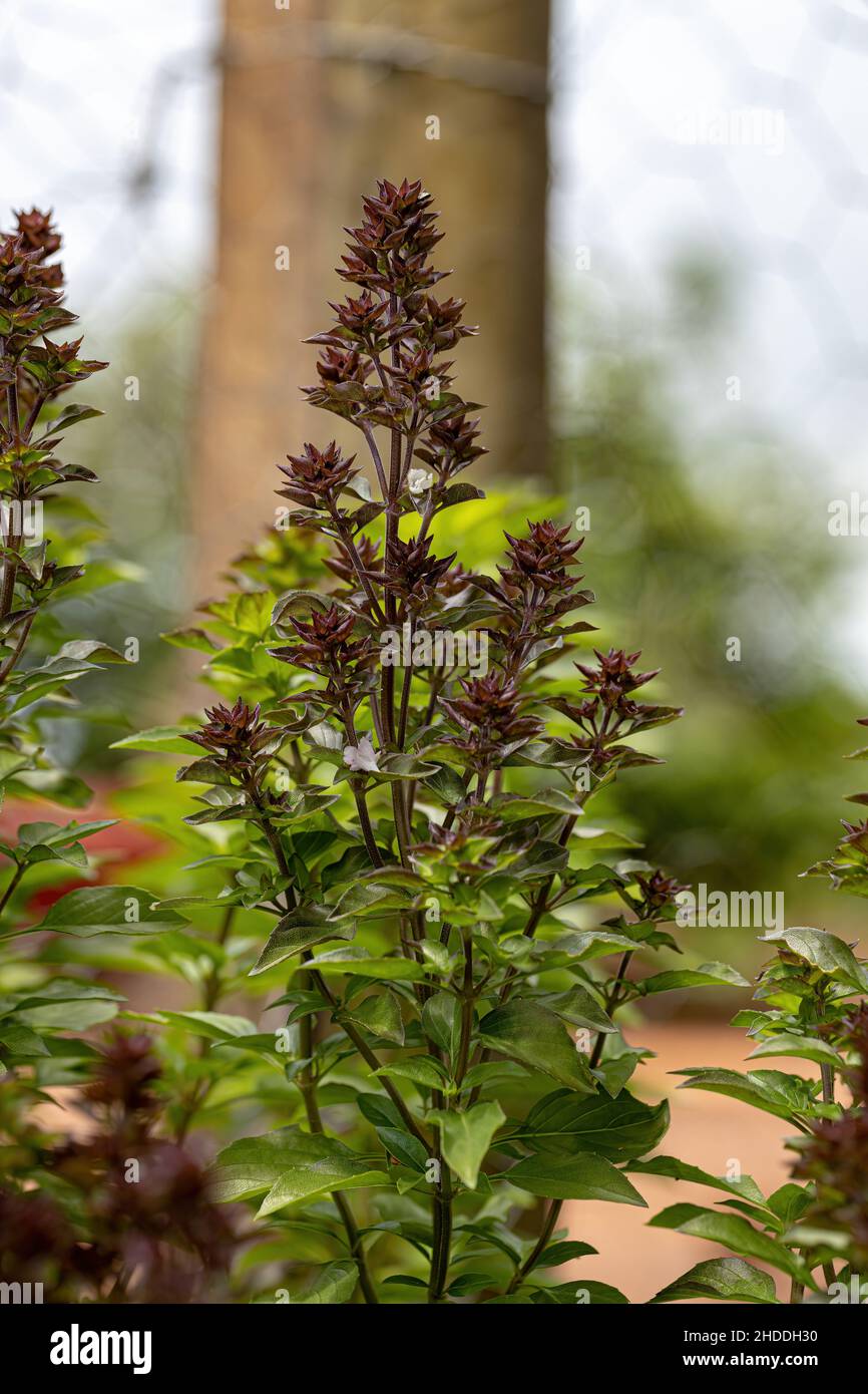 Sweet Basil Plant of the species Ocimum basilicum Stock Photo - Alamy