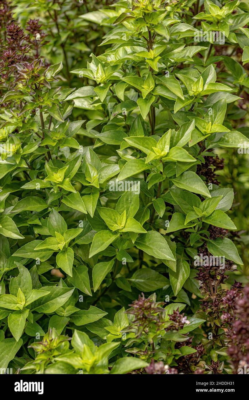 Sweet Basil Plant of the species Ocimum basilicum Stock Photo - Alamy