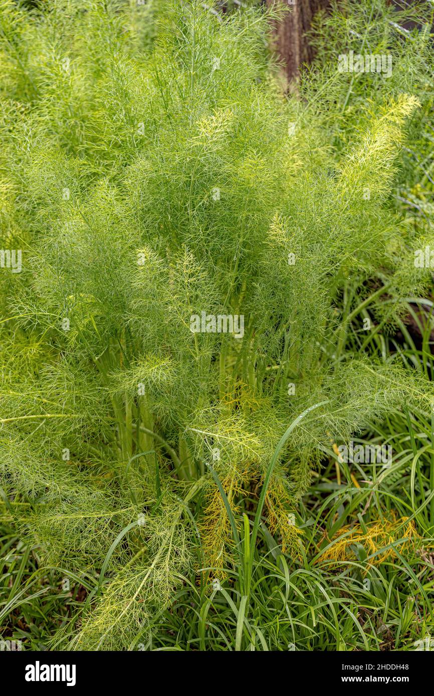 Small Anise Plant of the Species Pimpinella anisum Stock Photo - Alamy