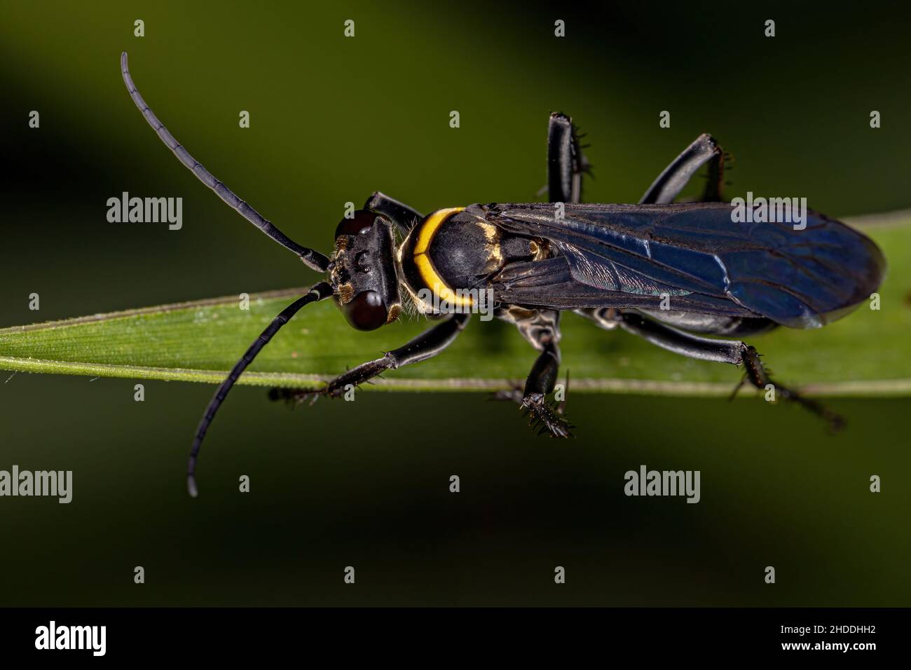 Adult Spider Wasp of the Family Pompilidae Stock Photo - Alamy