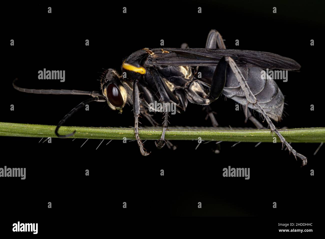 Pompiloidea hi-res stock photography and images - Alamy