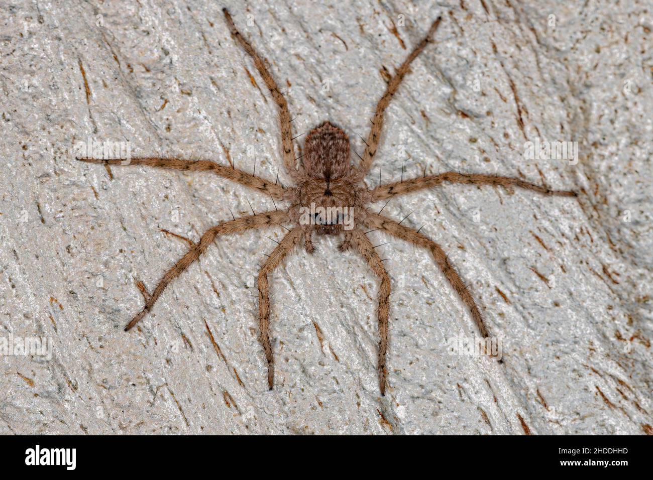 Small Crescent-eyed Spider of the Genus Selenops Stock Photo - Alamy
