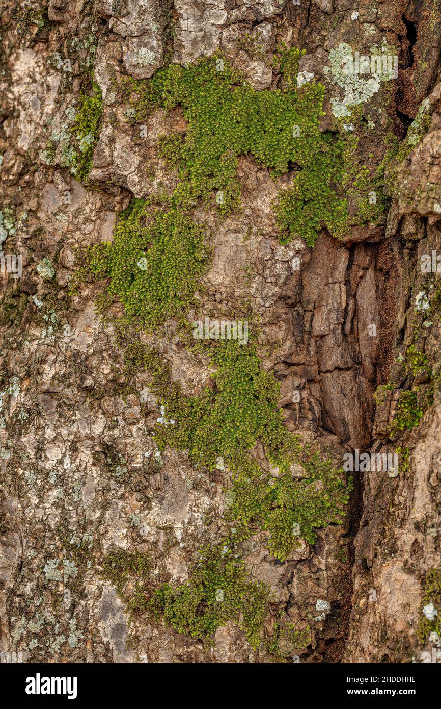 Green True Mosses of the Class Bryopsida Stock Photo - Alamy