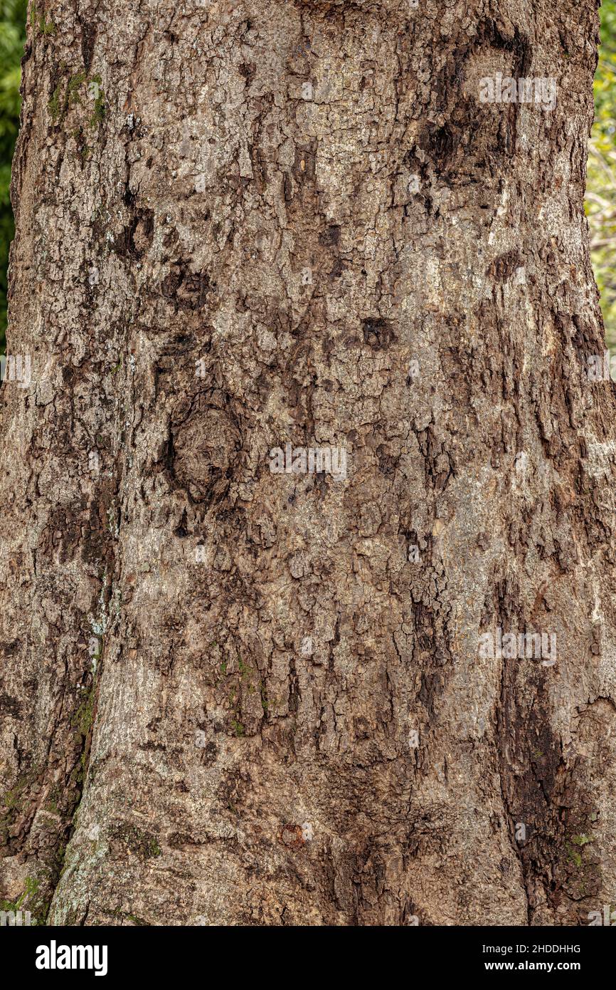 Mango angiosperm tree trunk texture in close-up Stock Photo - Alamy
