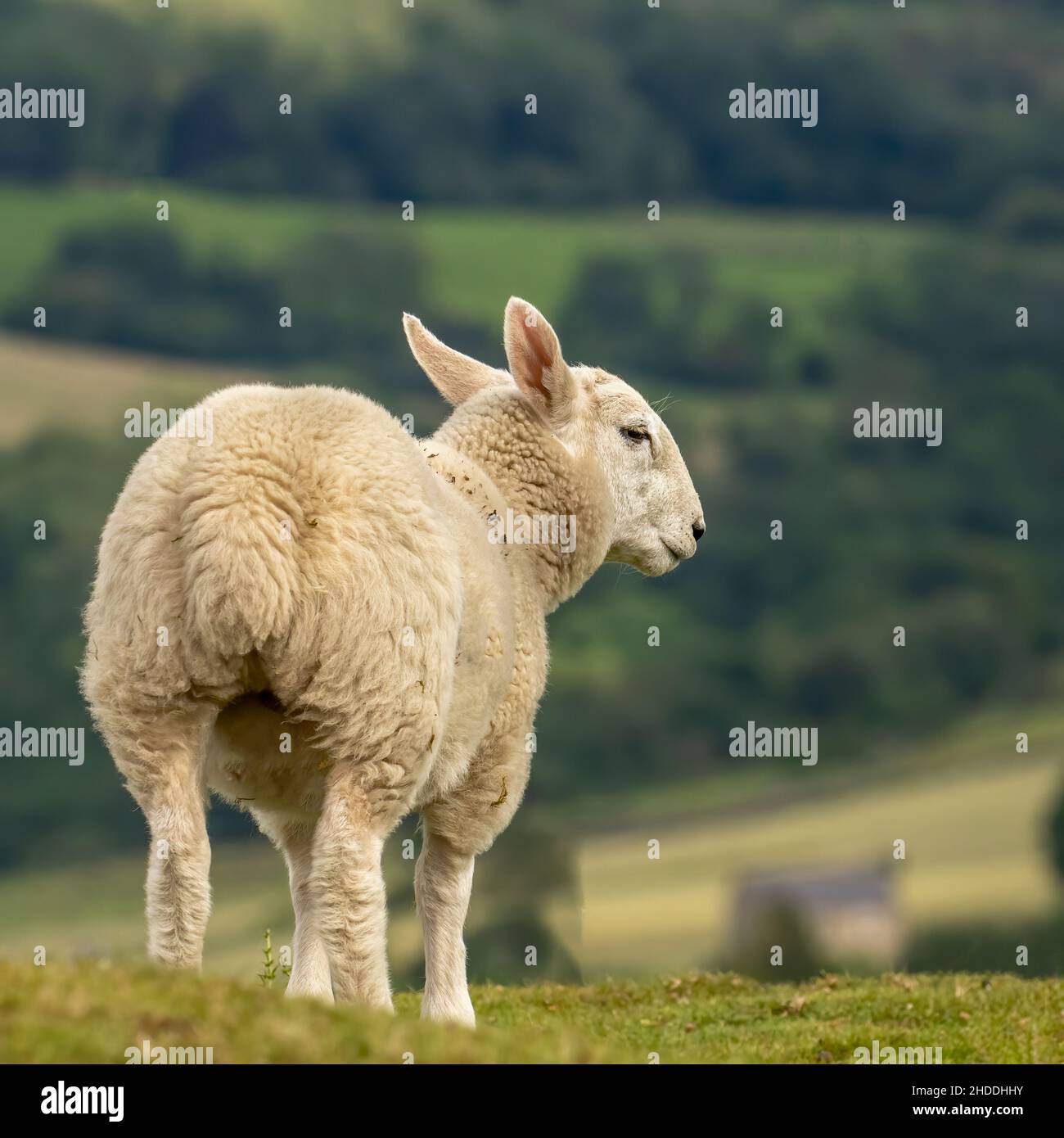 Sheep with negative space hi-res stock photography and images - Alamy