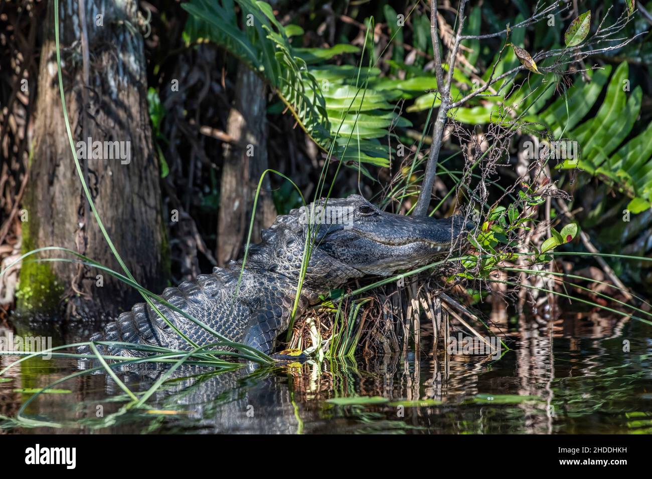 Half body of the crocodile hi-res stock photography and images - Alamy