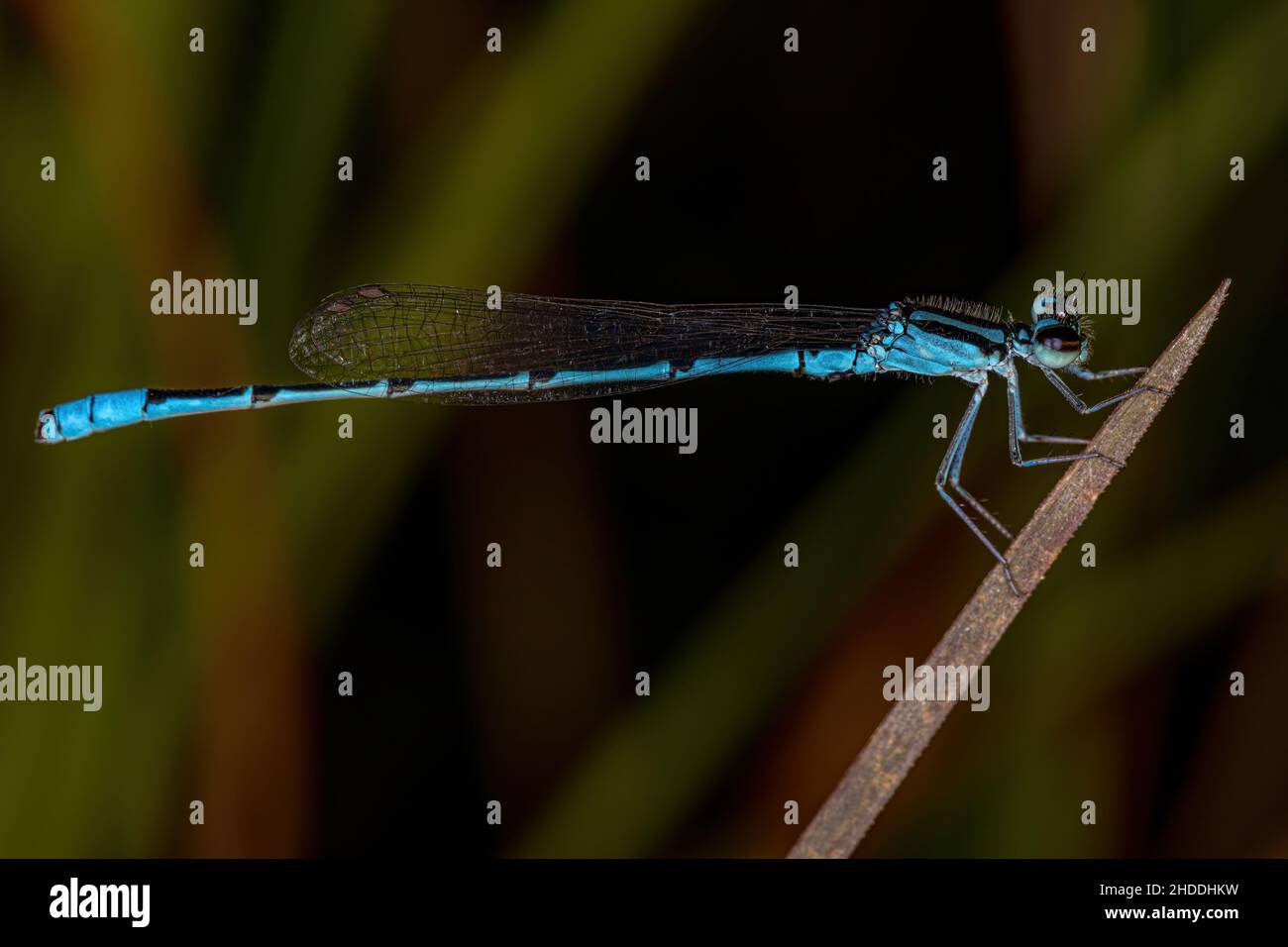 Adult Narrow-winged Damselfly of the Family Coenagrionidae Stock Photo ...