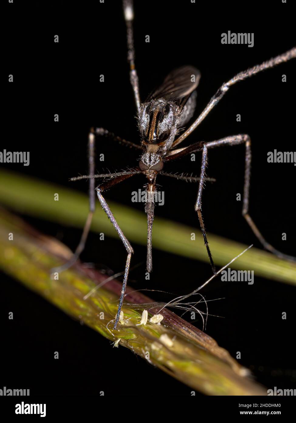 Adult Gallinipper Insect of the species Psorophora ciliata Stock Photo ...