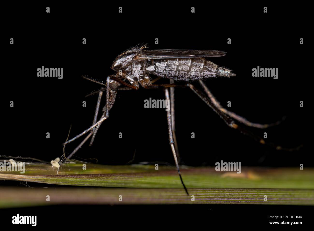Adult Gallinipper Insect of the species Psorophora ciliata Stock Photo ...