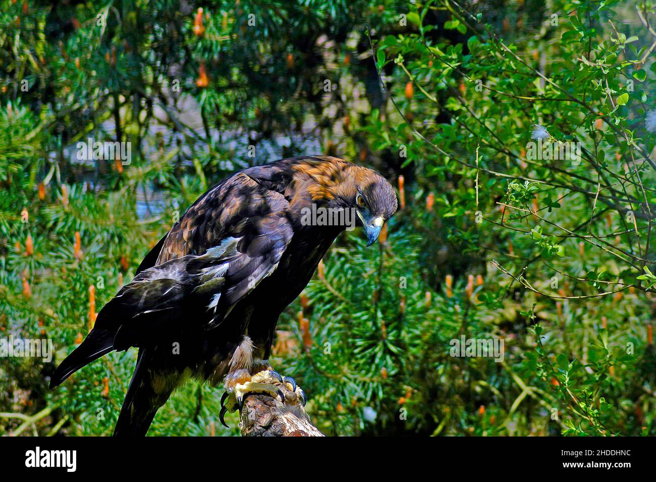 Wild golden eagle (Aquila chrysaetos) resting on a tree branch in the ...