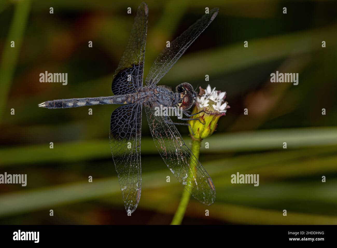 Anisoptera family hi-res stock photography and images - Alamy