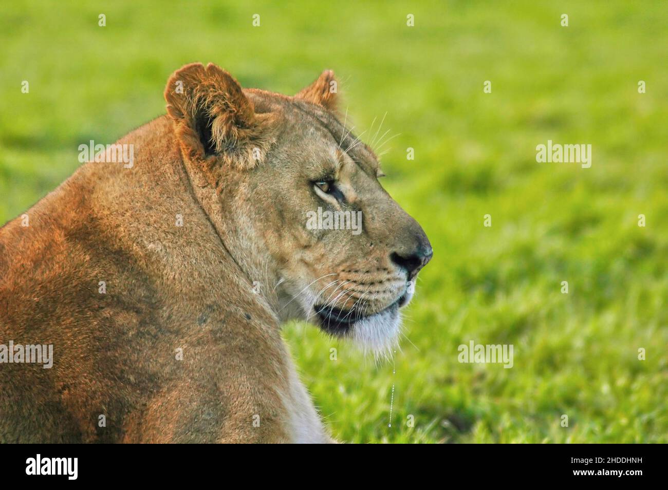 Selective focus shot of a beautiful, wild lioness in the forest against ...