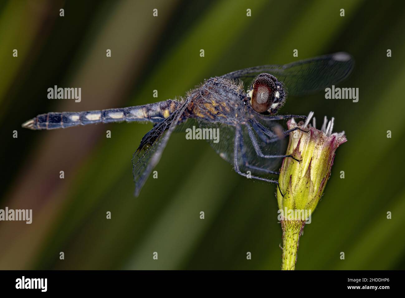 Adult Dragonfly Insect of the Family Libellulidae Stock Photo - Alamy