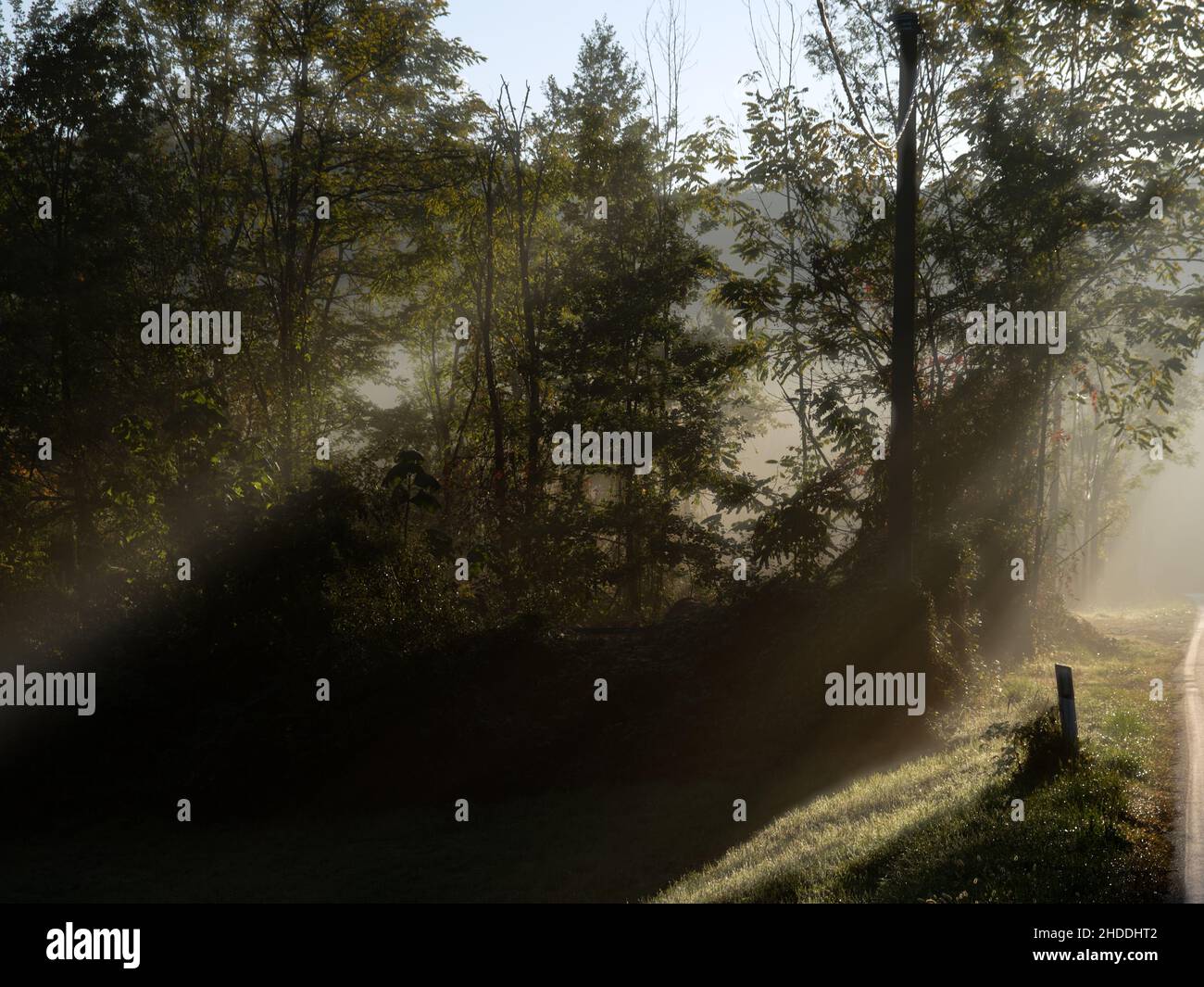 Morning sun rays among the fronds of trees illuminate a lawn Stock ...