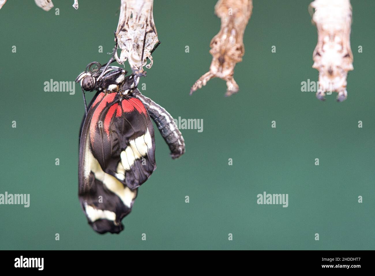 Close-up shot of a butterfly hatching from its cocoon on the green ...