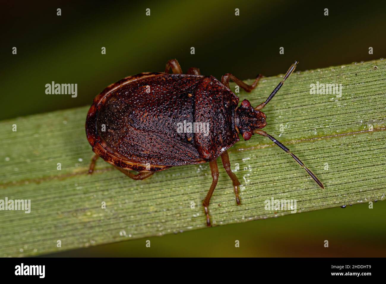 Adult Stink bug of the family pentatomidae Stock Photo - Alamy