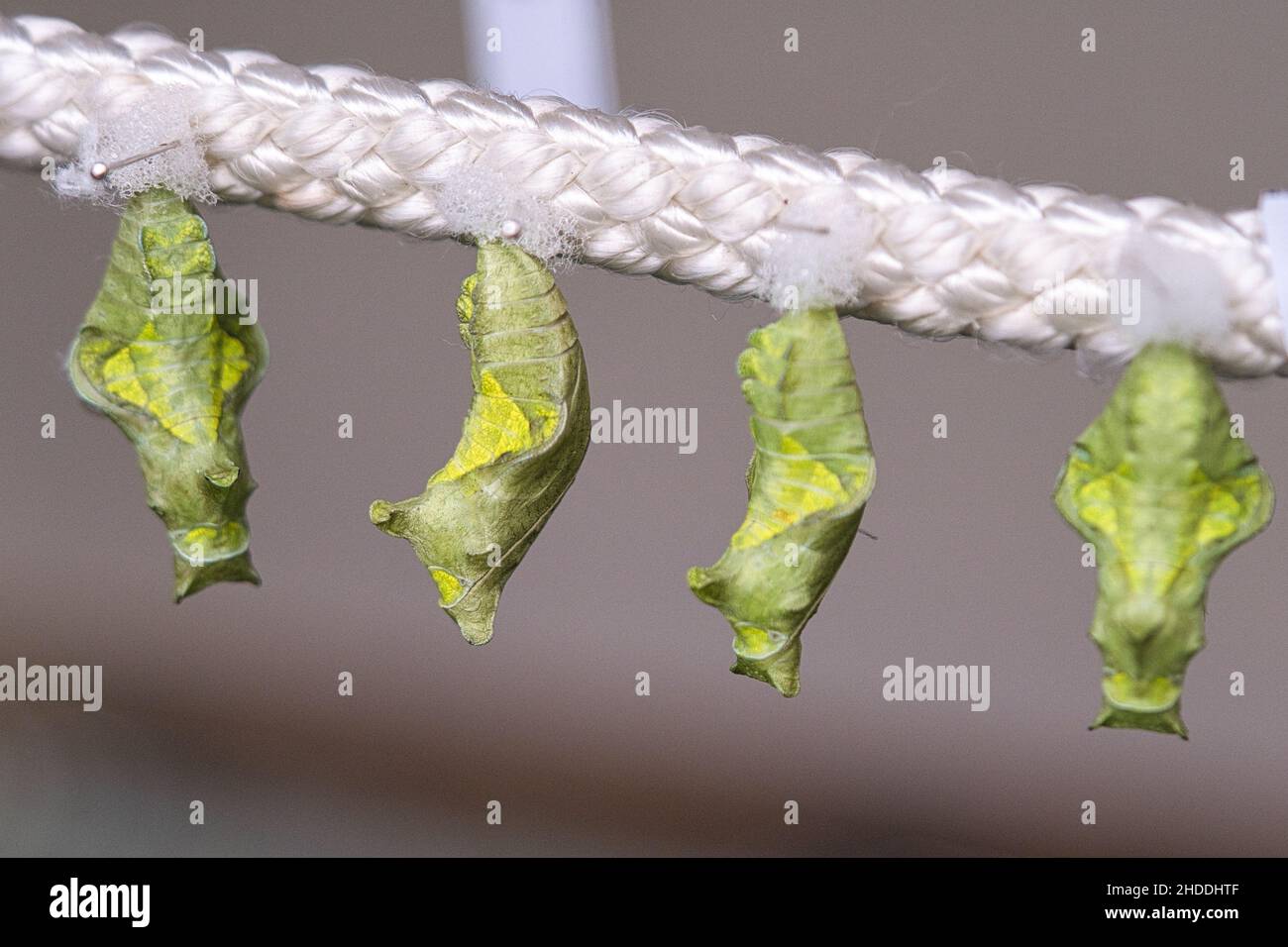Close-up shot of beautiful cocoons suspended from a rope Stock Photo ...