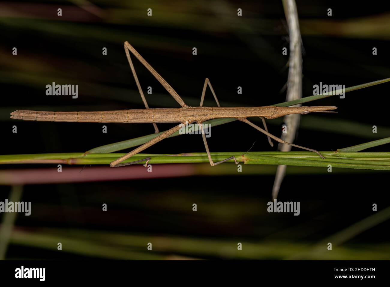 Adult Neotropical Stick Grasshopper of the Family Proscopiidae Stock ...