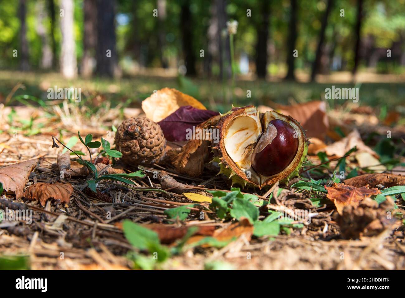 Close-up shot of ripe shiny horse chestnut conkers in a spiky shell on ...