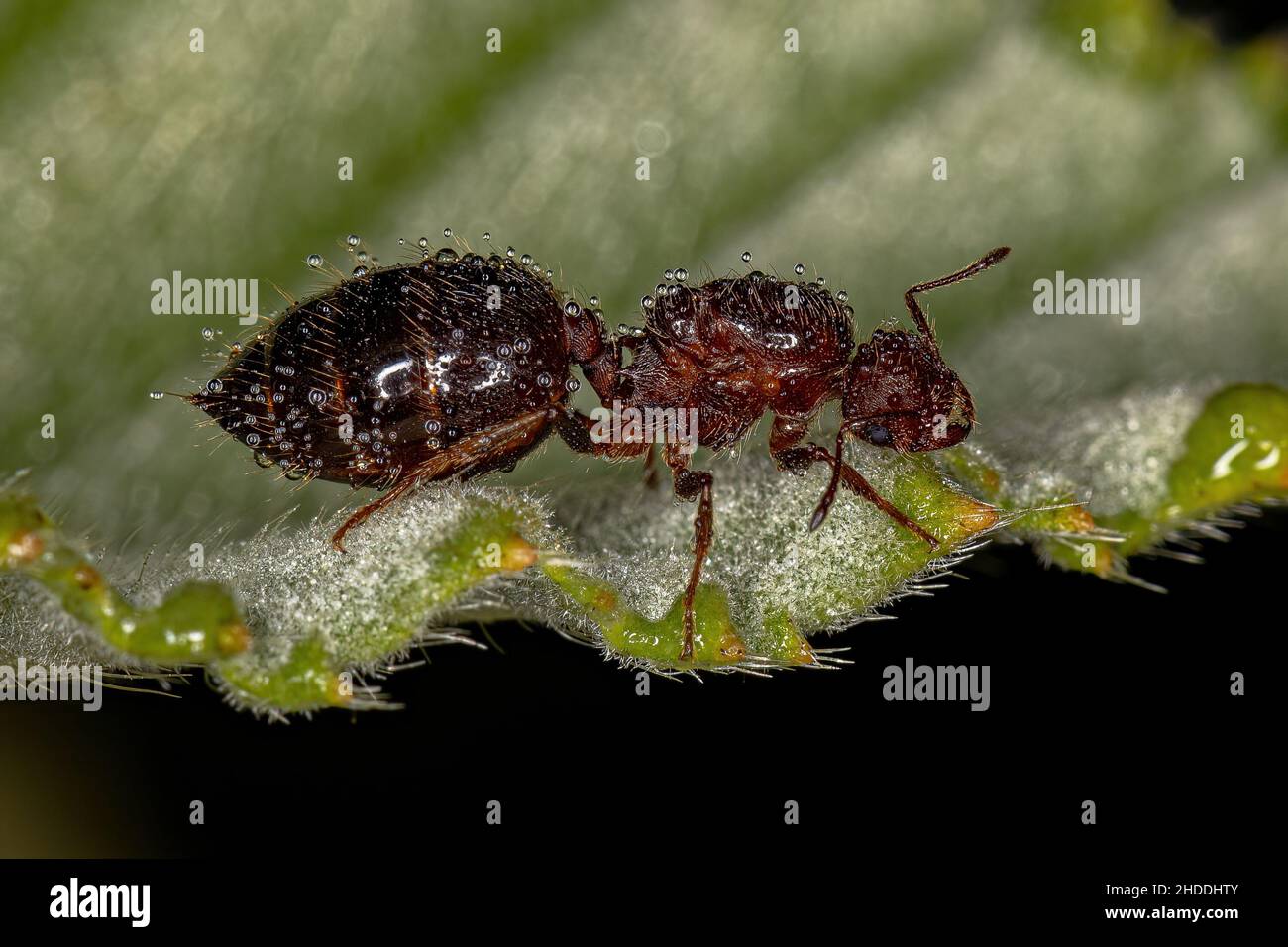 Adult Female Winged Cocktail Queen Ant of the Genus Crematogaster Stock ...