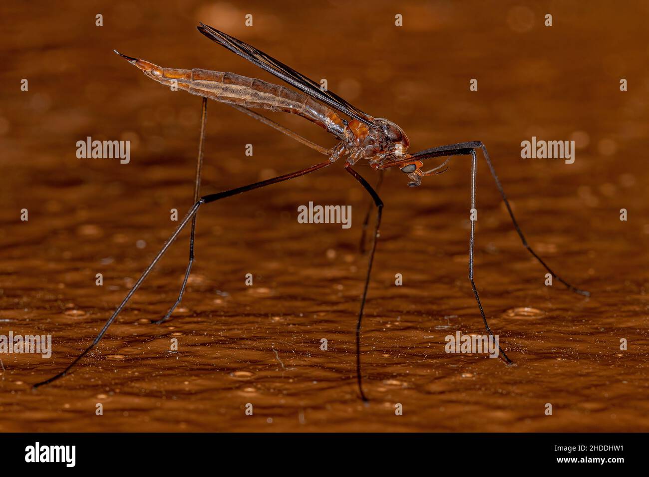 Adult Typical Crane Fly of the Superfamily Tipuloidea Stock Photo - Alamy