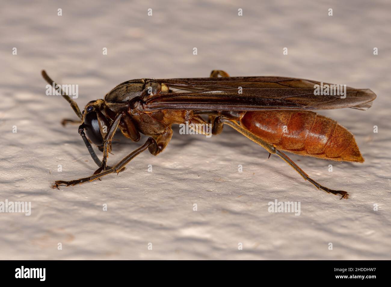 Adult Nocturnal Paper Wasp of the species Apoica thoracica Stock Photo ...