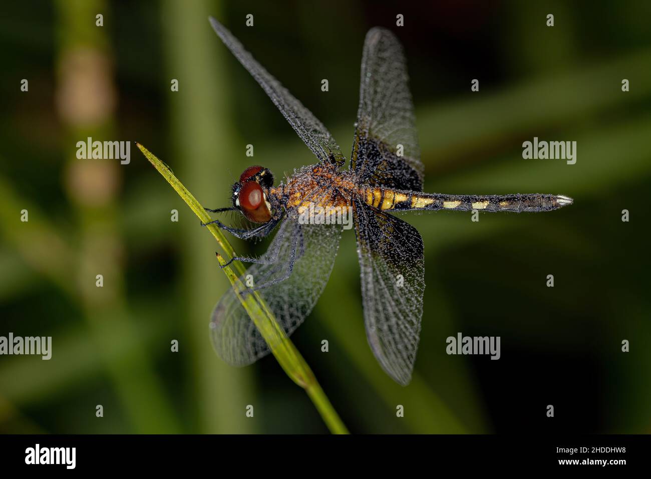 Adult Dragonfly Insect of the Family Libellulidae Stock Photo - Alamy