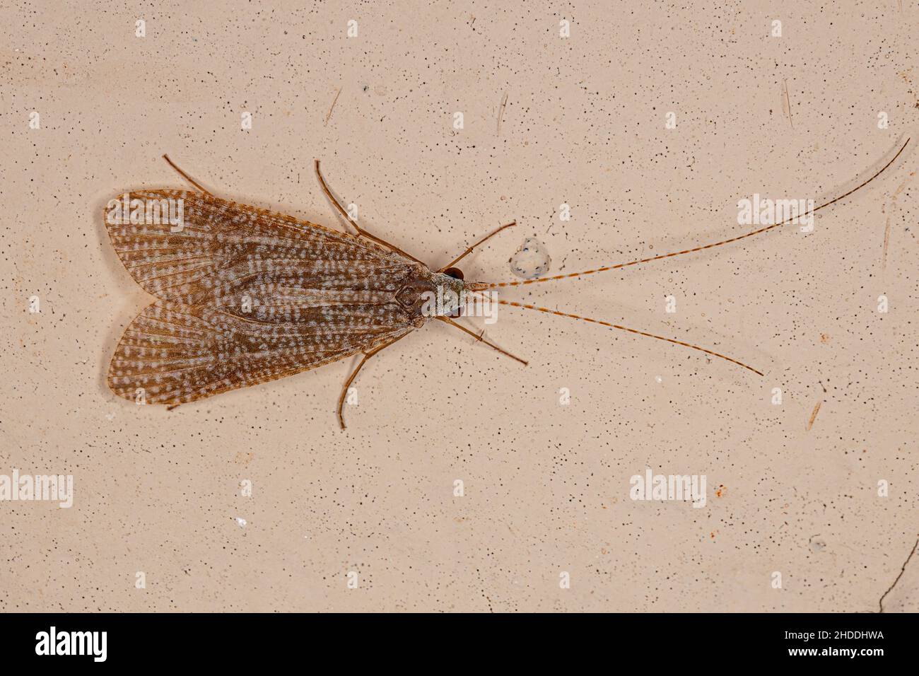 Adult Net-spinning Caddisfly Insect of the Subfamily Macronematinae ...