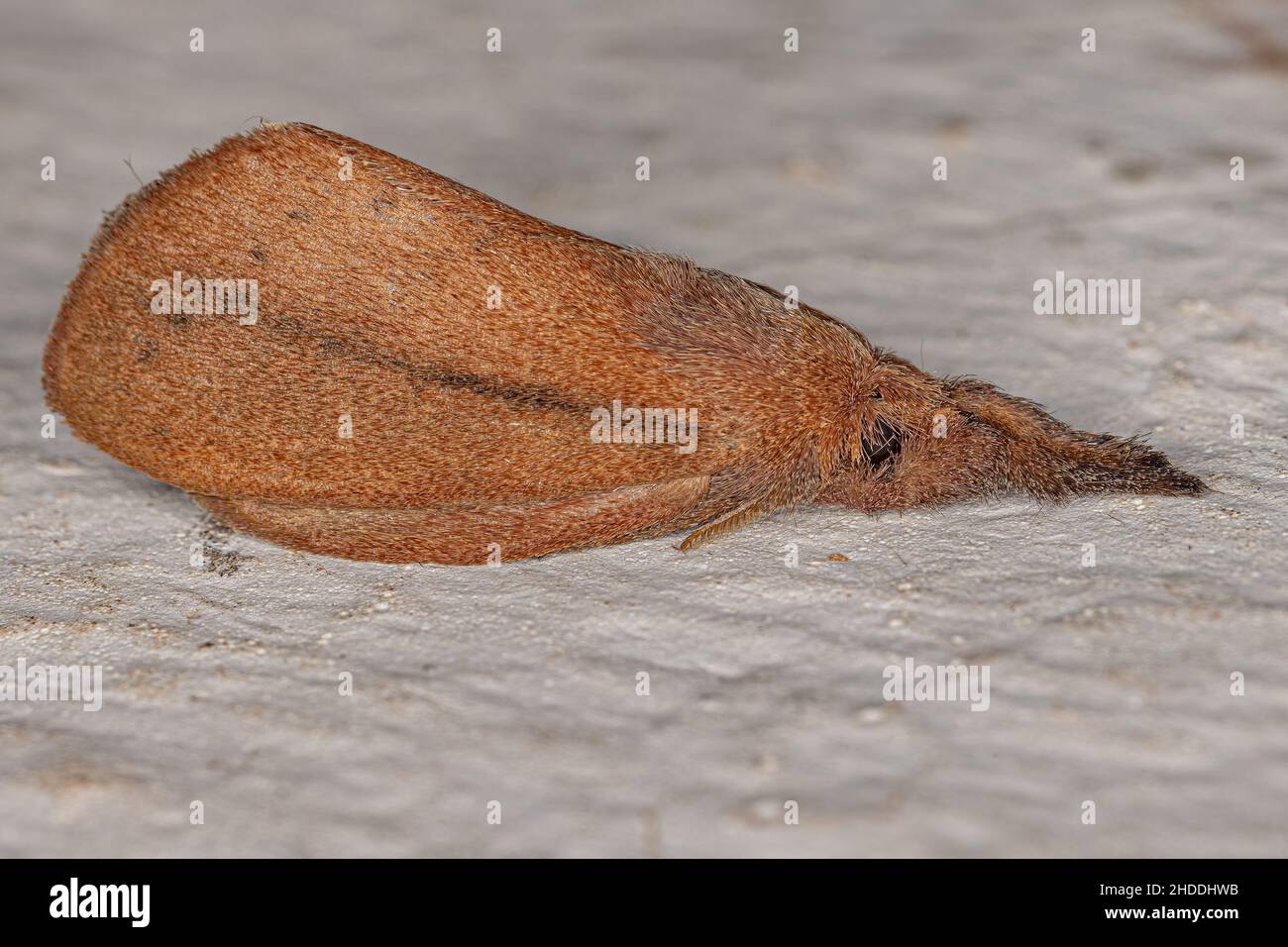 Adult Moth Insect of the order lepidoptera Stock Photo - Alamy