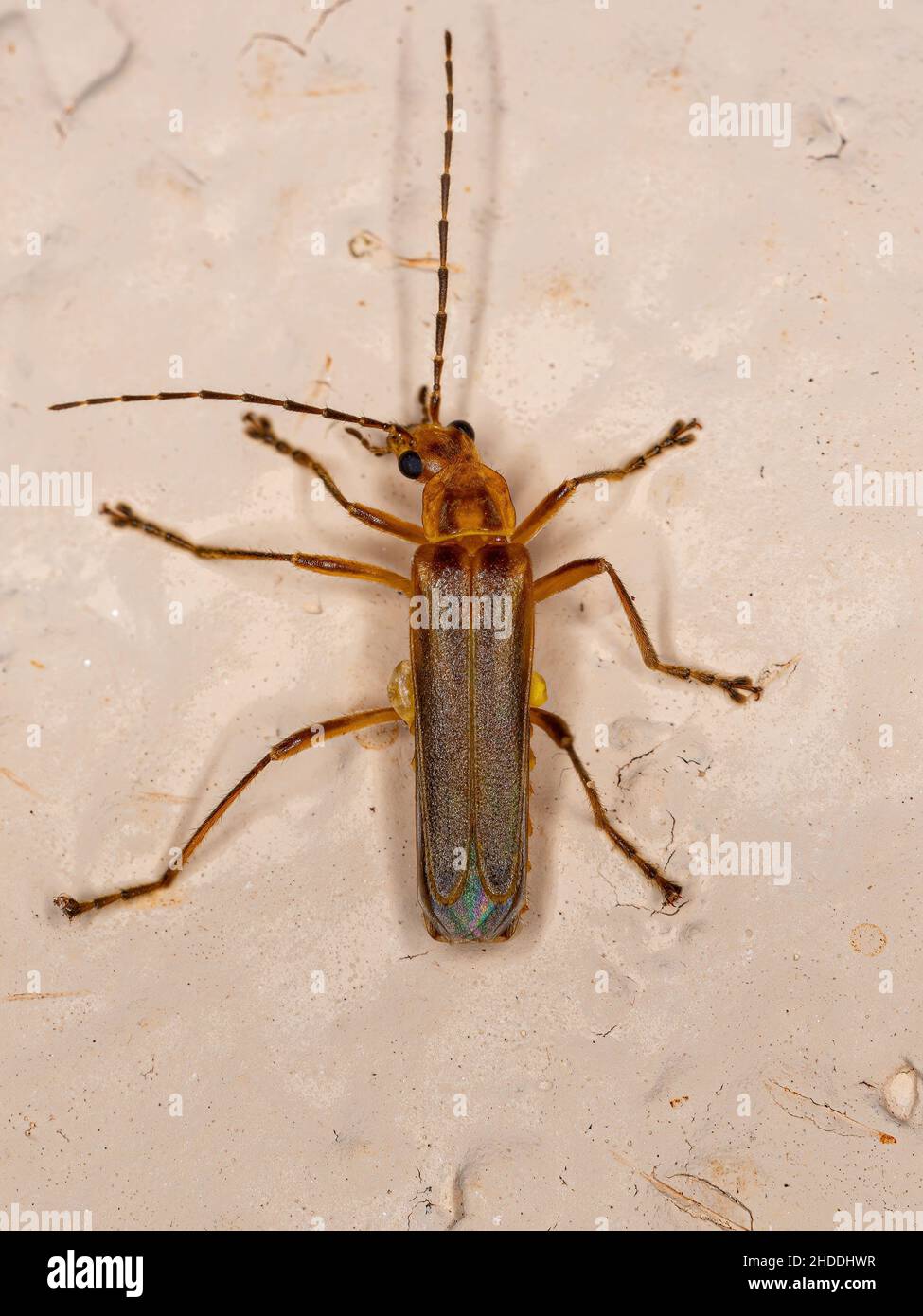 Adult Elateriform Beetle of the Infraorder Elateriformia Stock Photo ...
