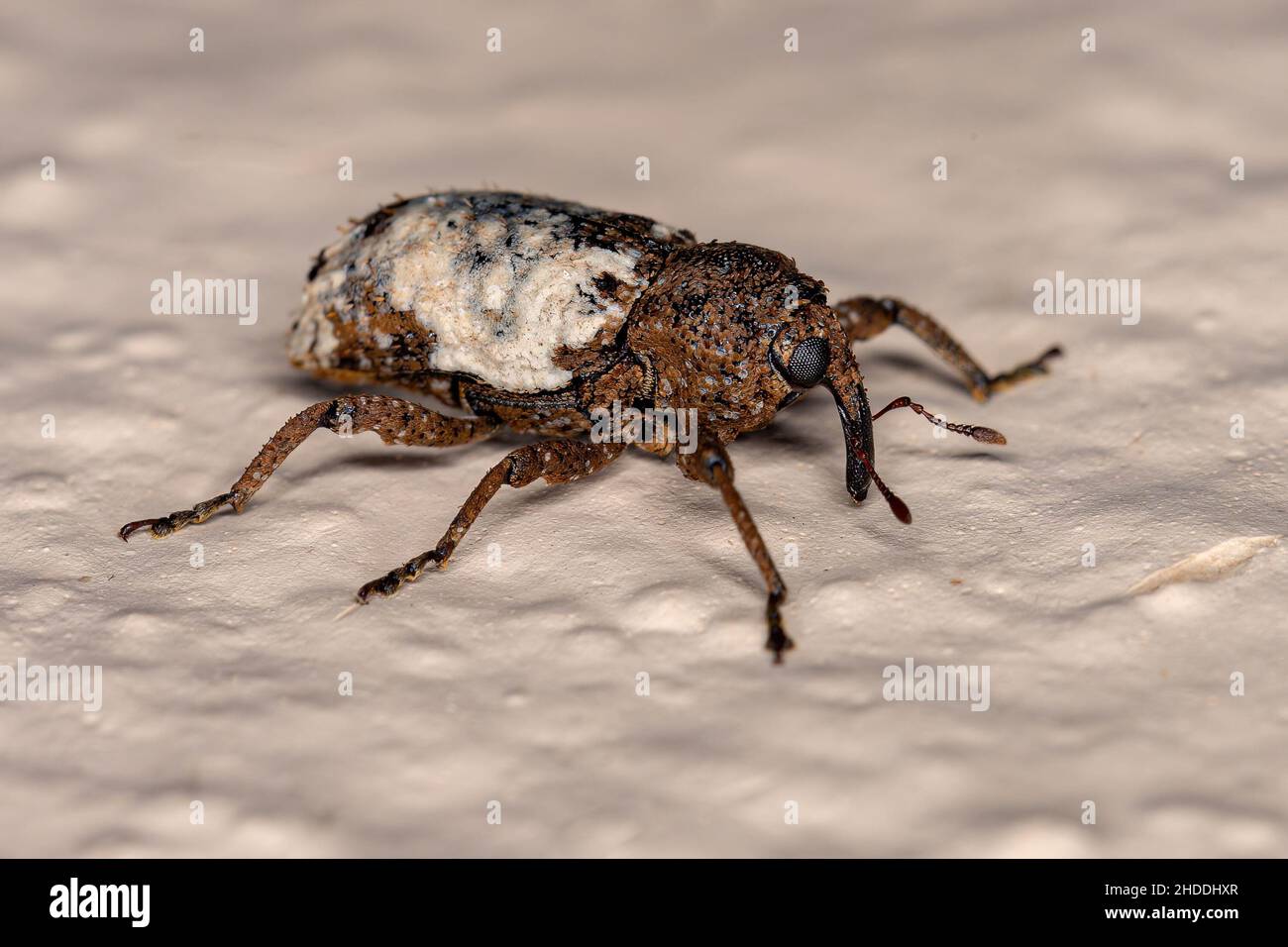 Adult True Weevil of the Family Curculionidae Stock Photo - Alamy
